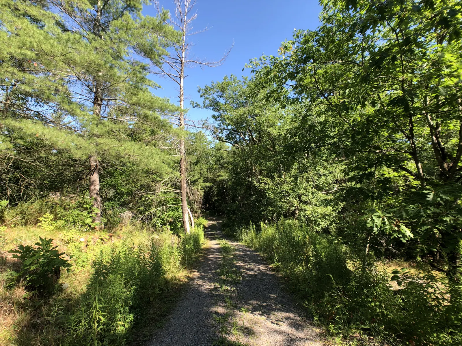 Brydons Bay Trail | Gravenhurst