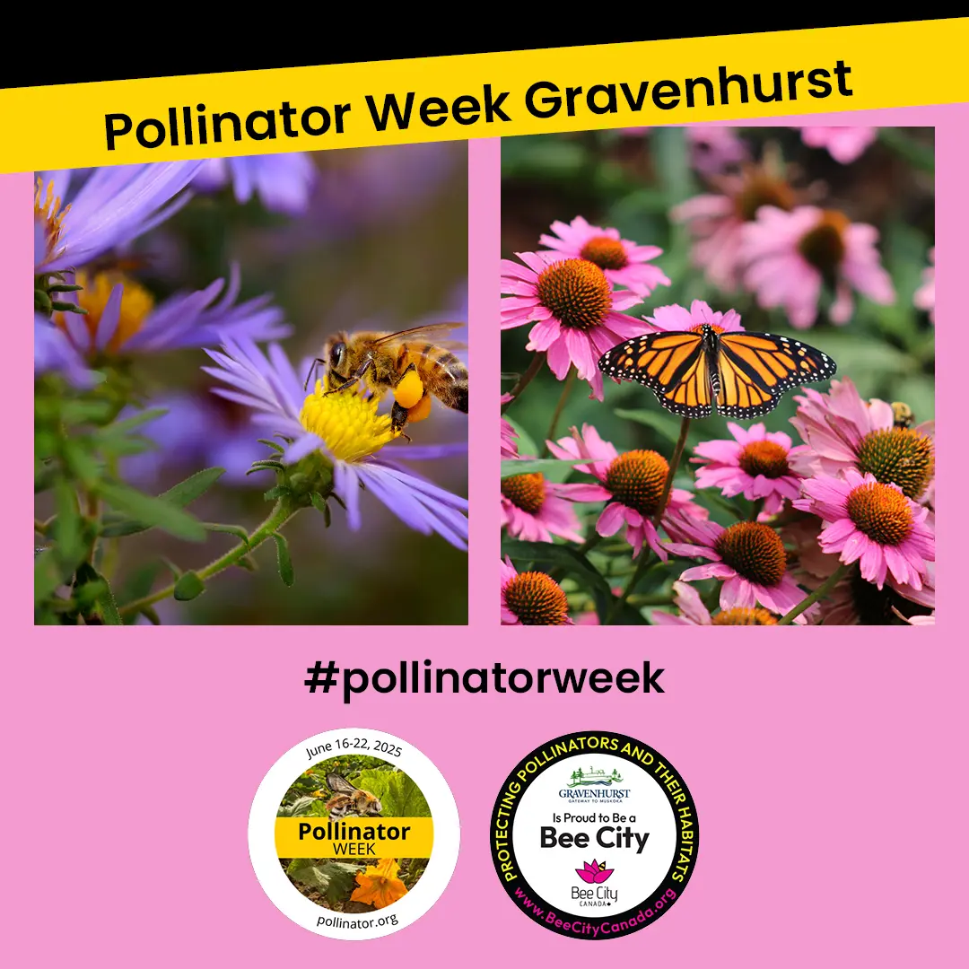 Environment and Sustainability | Gravenhurst